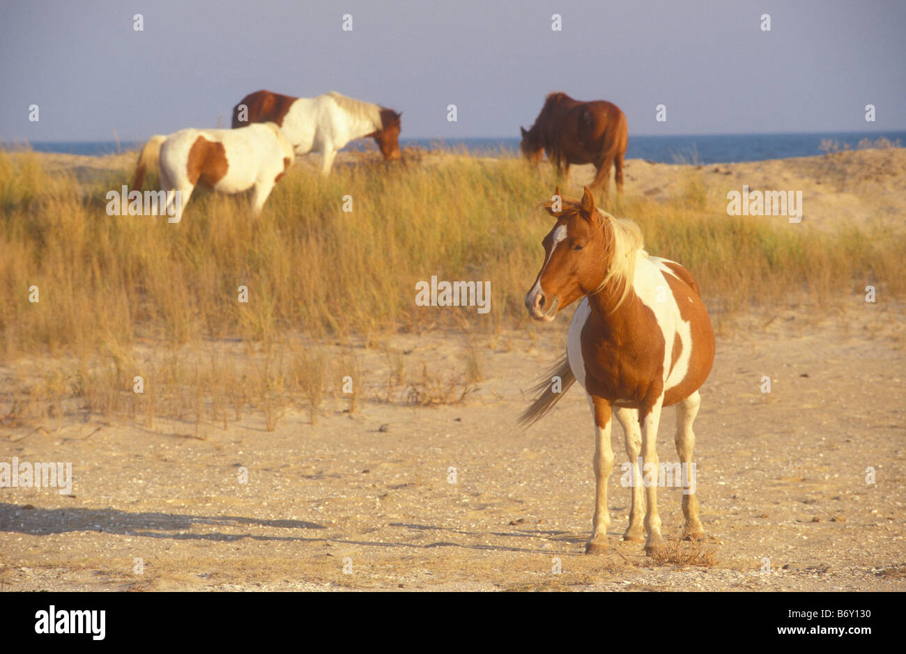 Wild Ponies In the Dunes, Chincoteague National Wildlife Refuge ...