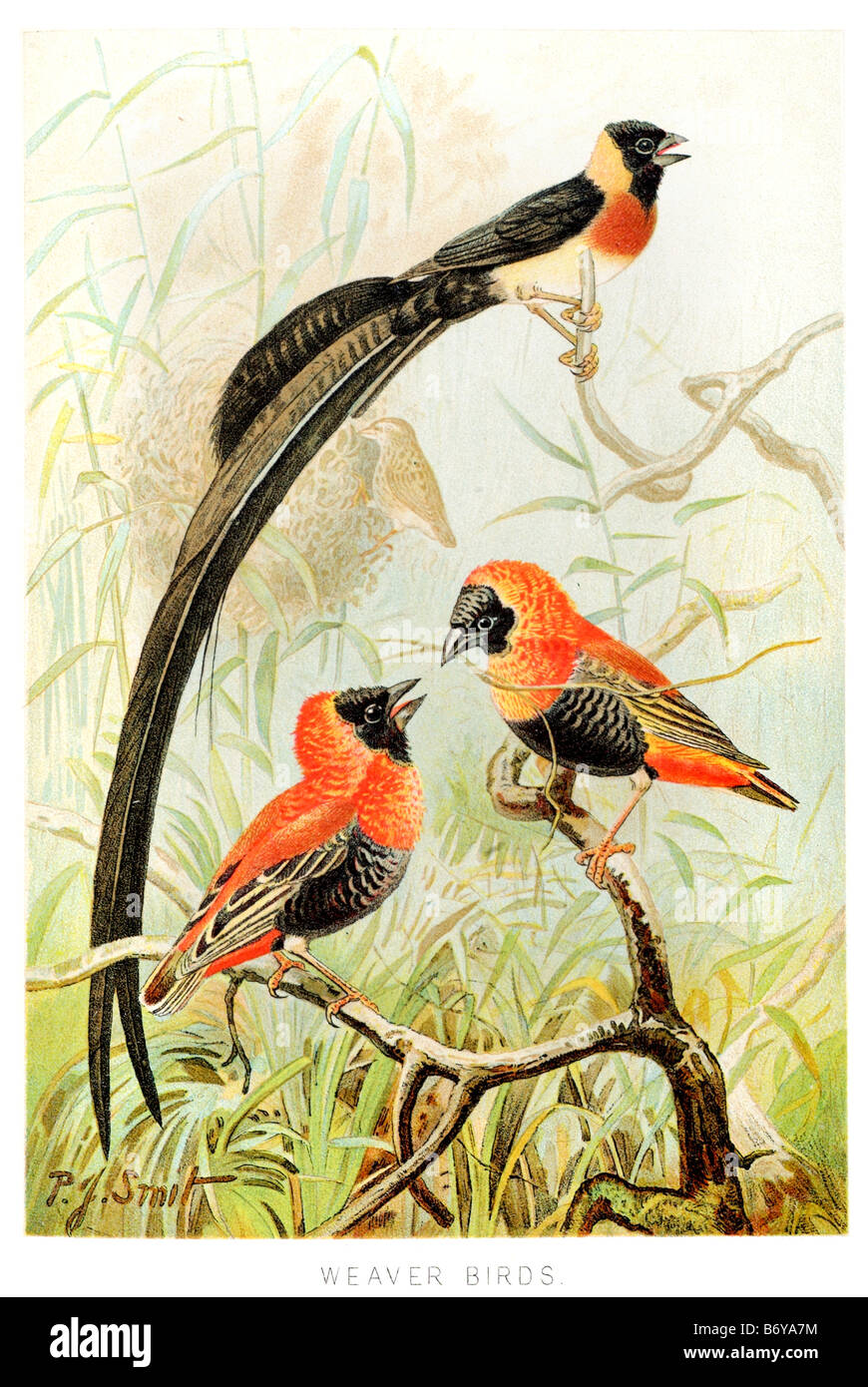 Seed eating birds with conical bills hi-res stock photography and ...