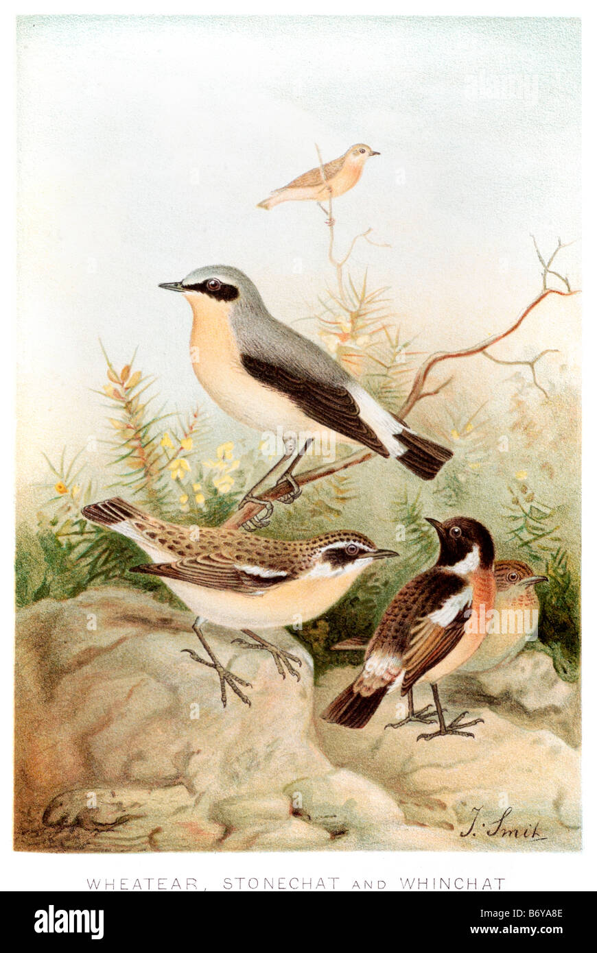 14 species hi-res stock photography and images - Alamy