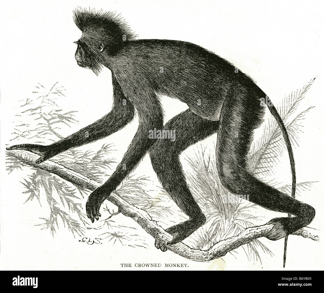 Crowned monkey picture High Resolution Stock Photography and Images - Alamy