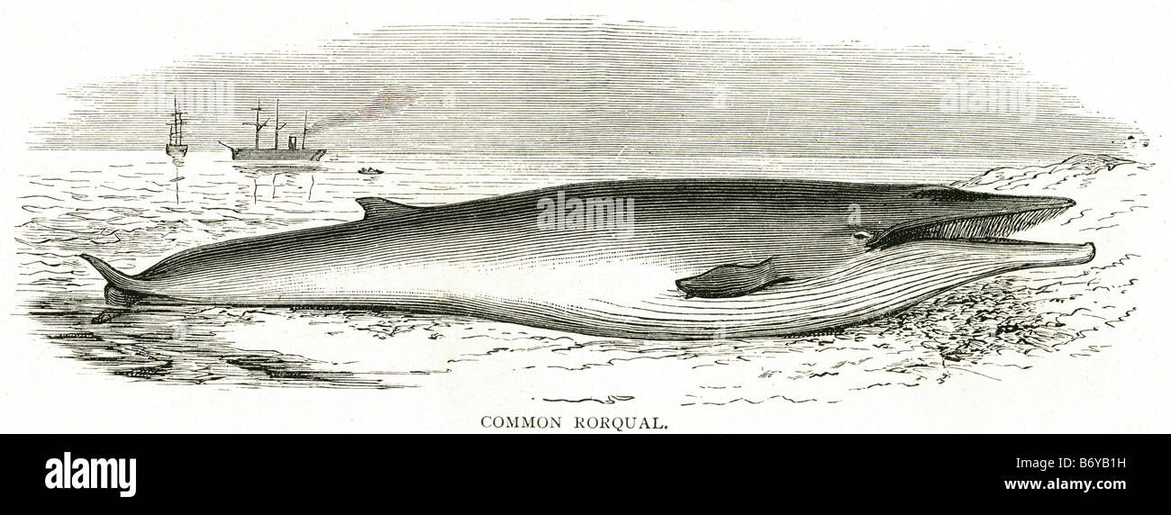 common rorqual Balaenoptera physalus Fin Whale Finback Razorback marine ...