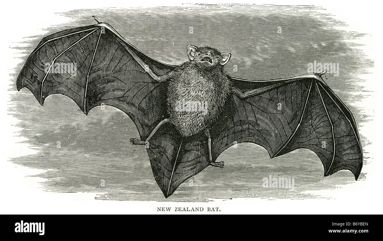 Mammals of the order chiroptera hi-res stock photography and images - Alamy