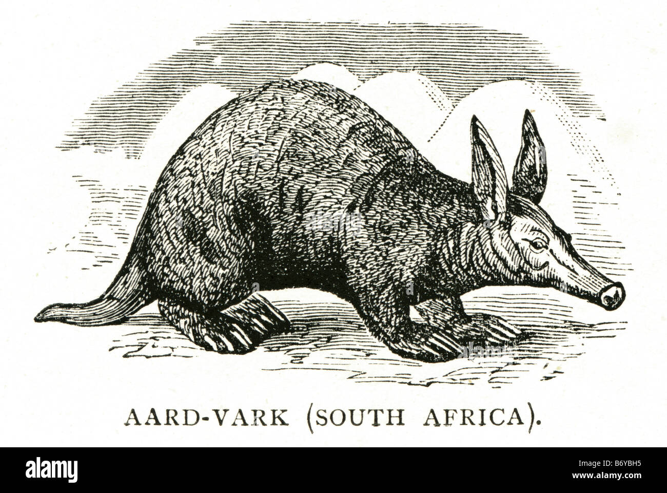 Antbear hi-res stock photography and images - Alamy