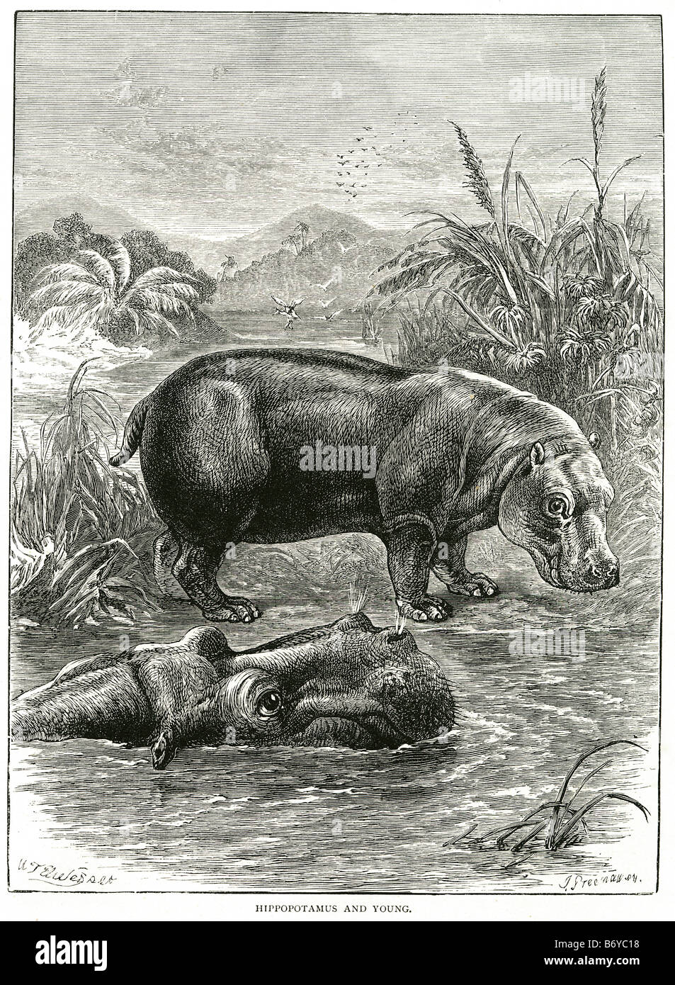 Hippopotamus hippopotamus amphibius hippo hippopotamos hippos potamos ...