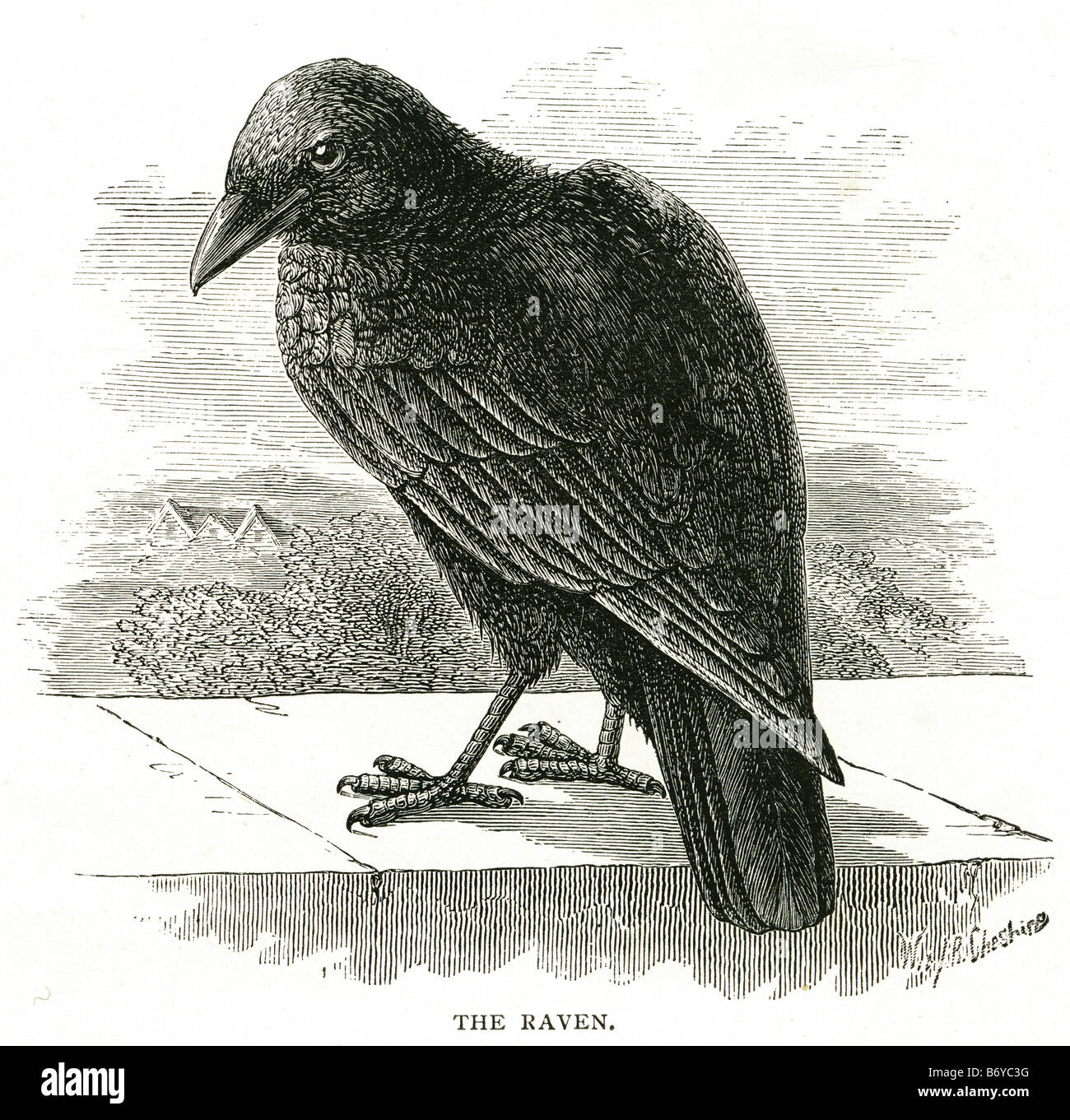 Common Raven Corvus corax corvids Northern hemisphere all-black ...