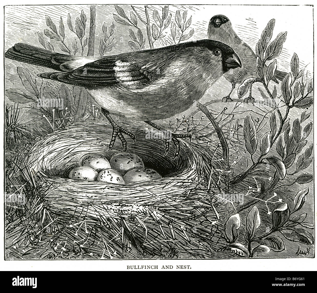 Passerine birds nest hi-res stock photography and images - Alamy