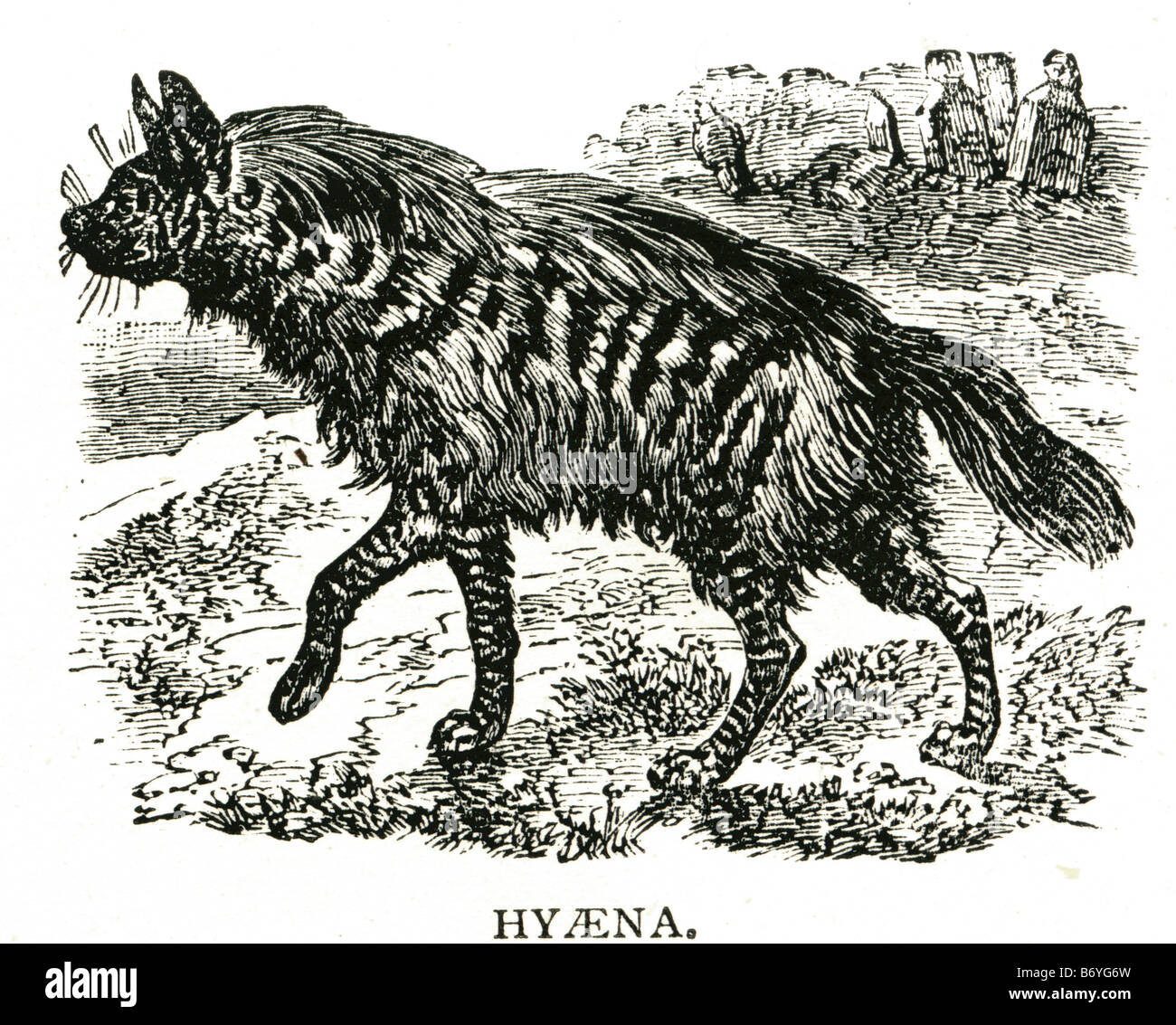 Family hyaenidae hi-res stock photography and images - Alamy