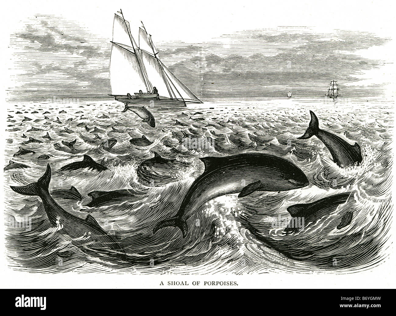 shoal porpoises cetaceans porpoise dolphin Phocoenidae Stock Photo - Alamy