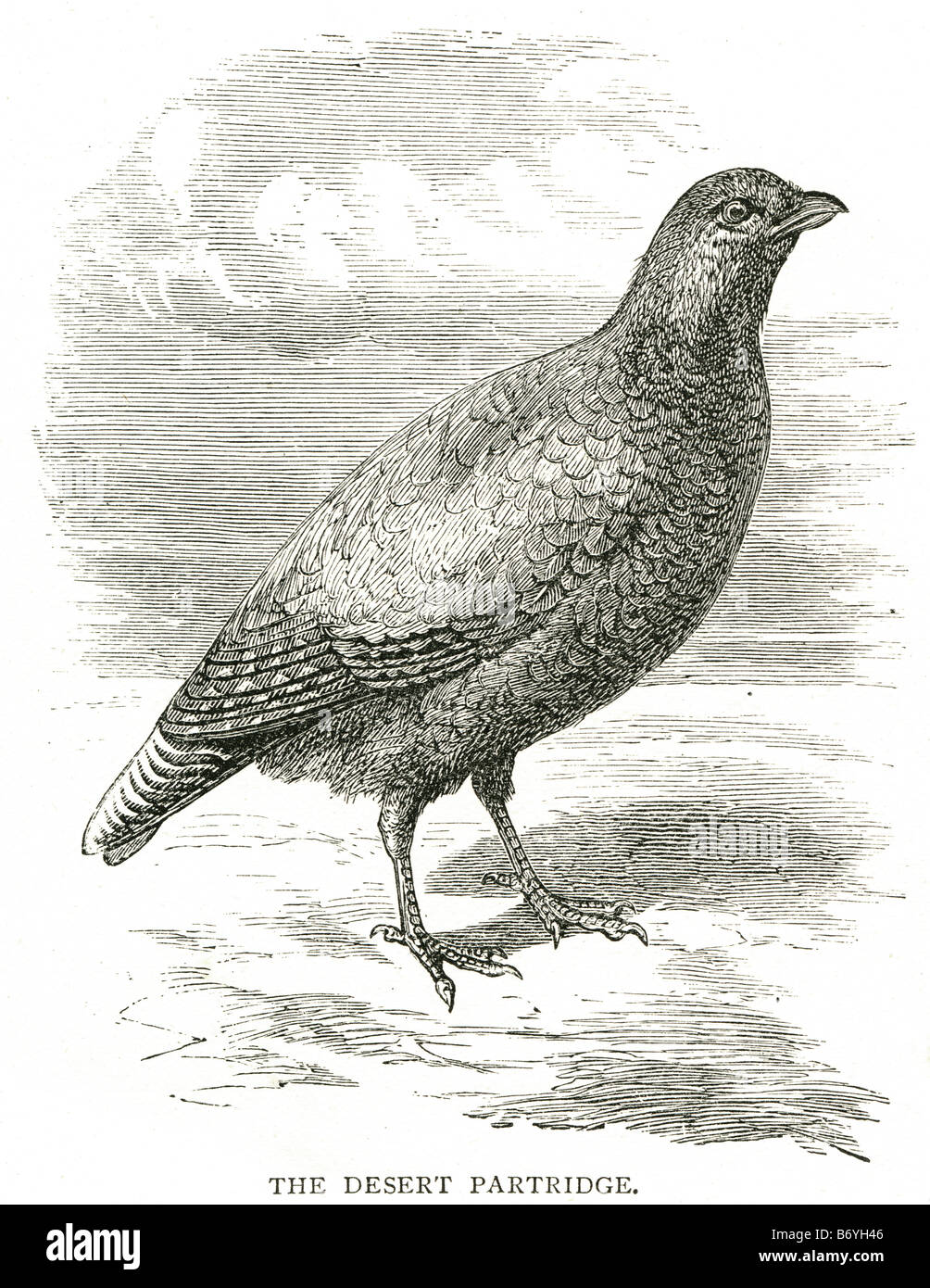 the desert partridge Phasianidae migratory Europe Asia Africa Middle ...