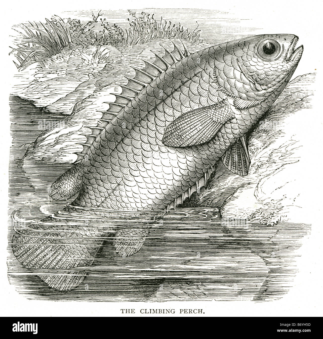 climbing perch Anabantidae perciform fish gouramies labyrinth fishes ...