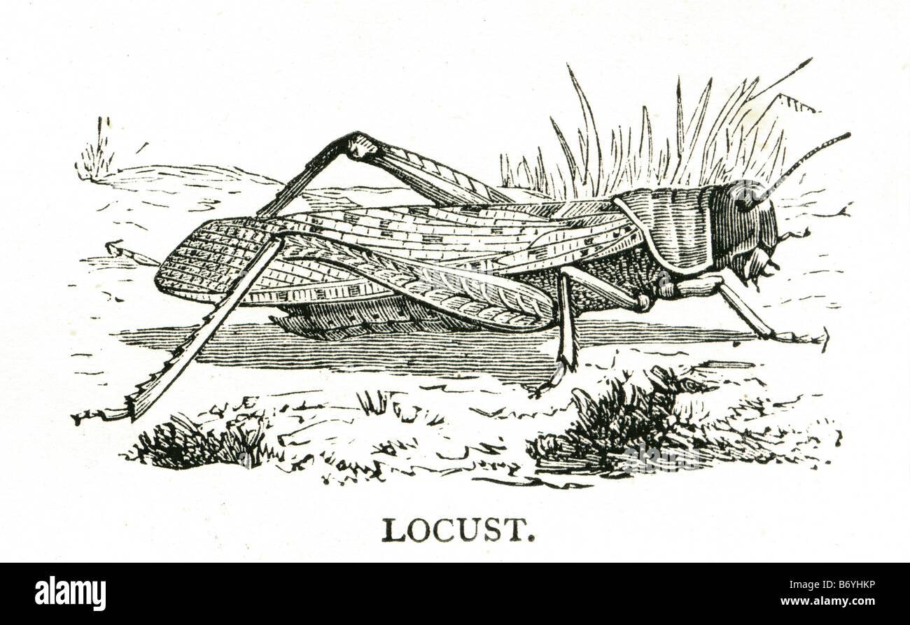 Grasshopper drawing hi-res stock photography and images - Alamy