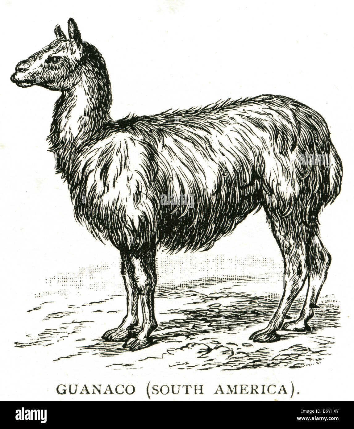 Guanaco south america Lama guanicoe camelid animal South America light ...