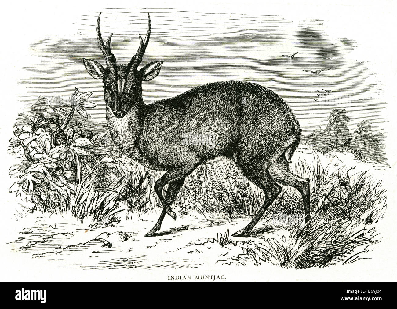 indian muntjac Muntiacus Barking Deer Southeast Asia Sri Lanka Stock ...