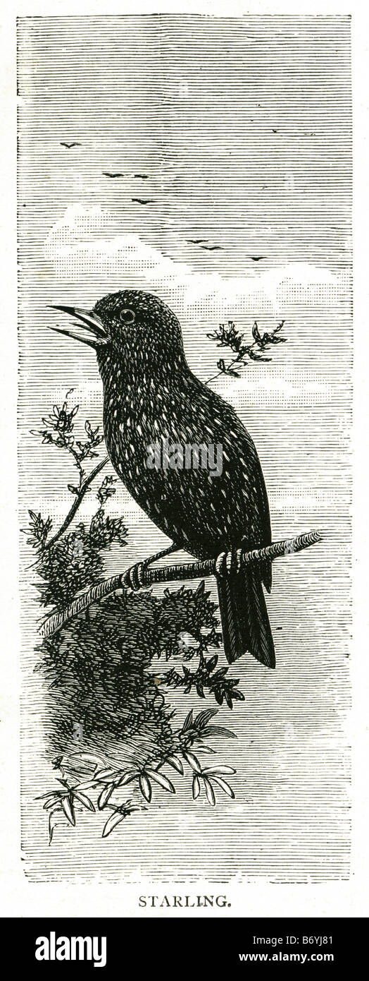 starling passerine Sturnidae sturnus Europe Asia Africa northern ...