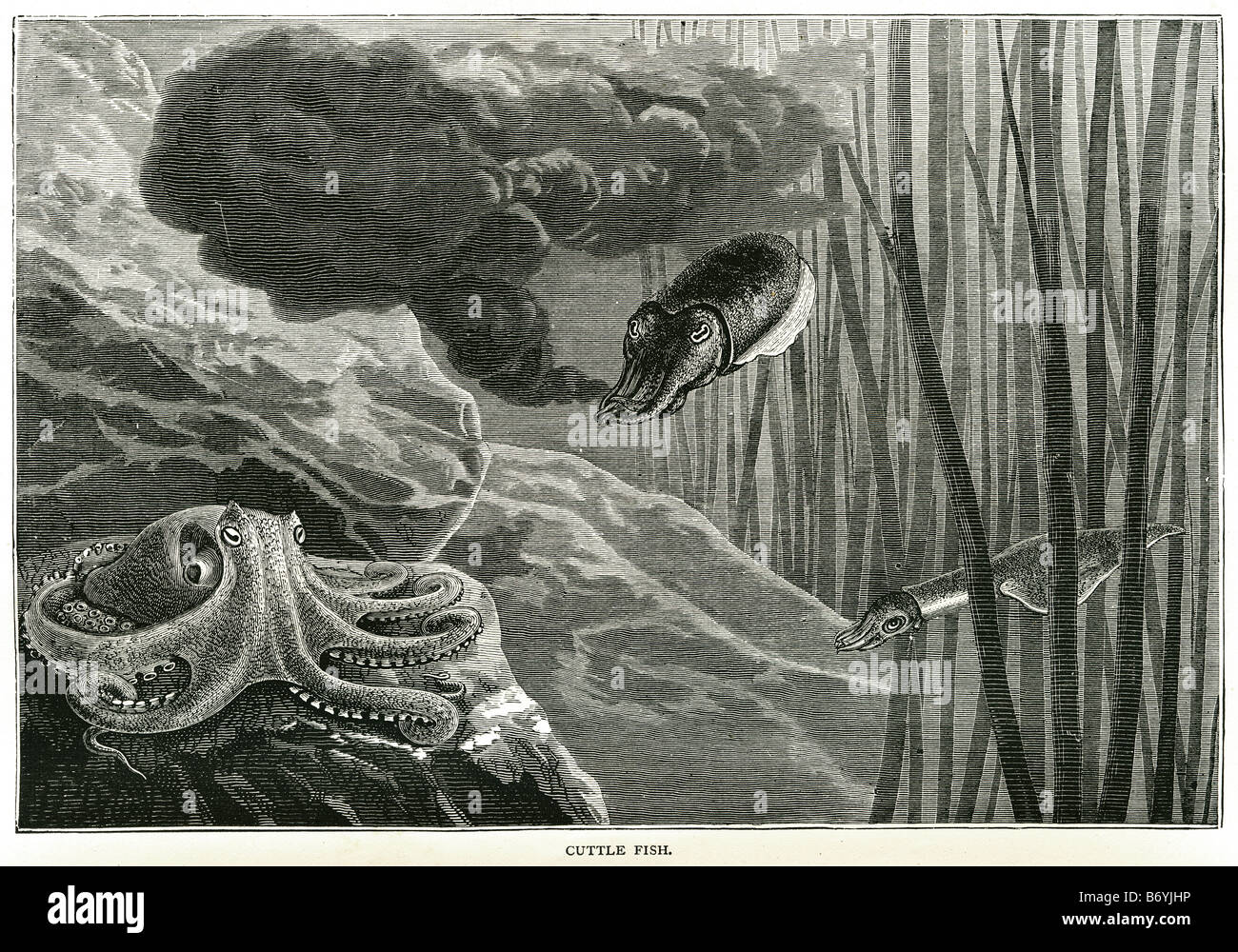 Cuttle Fish cuttlefish Sepiida Cephalopoda intelligent invertebrate ...