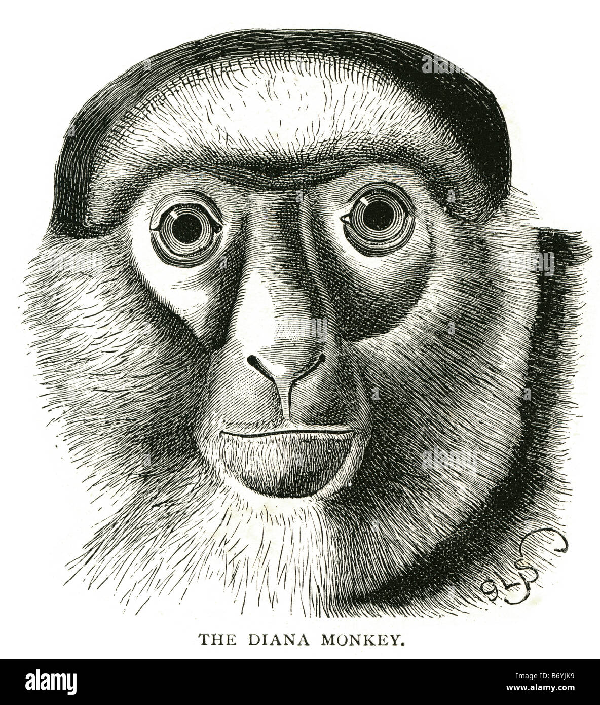 Cercopithecus diana roloway hi-res stock photography and images - Alamy