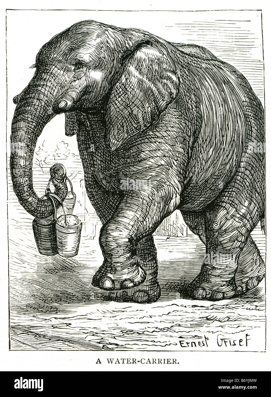 Elephant a water-carrier bucket Proboscidea Elephantidae African Bush ...