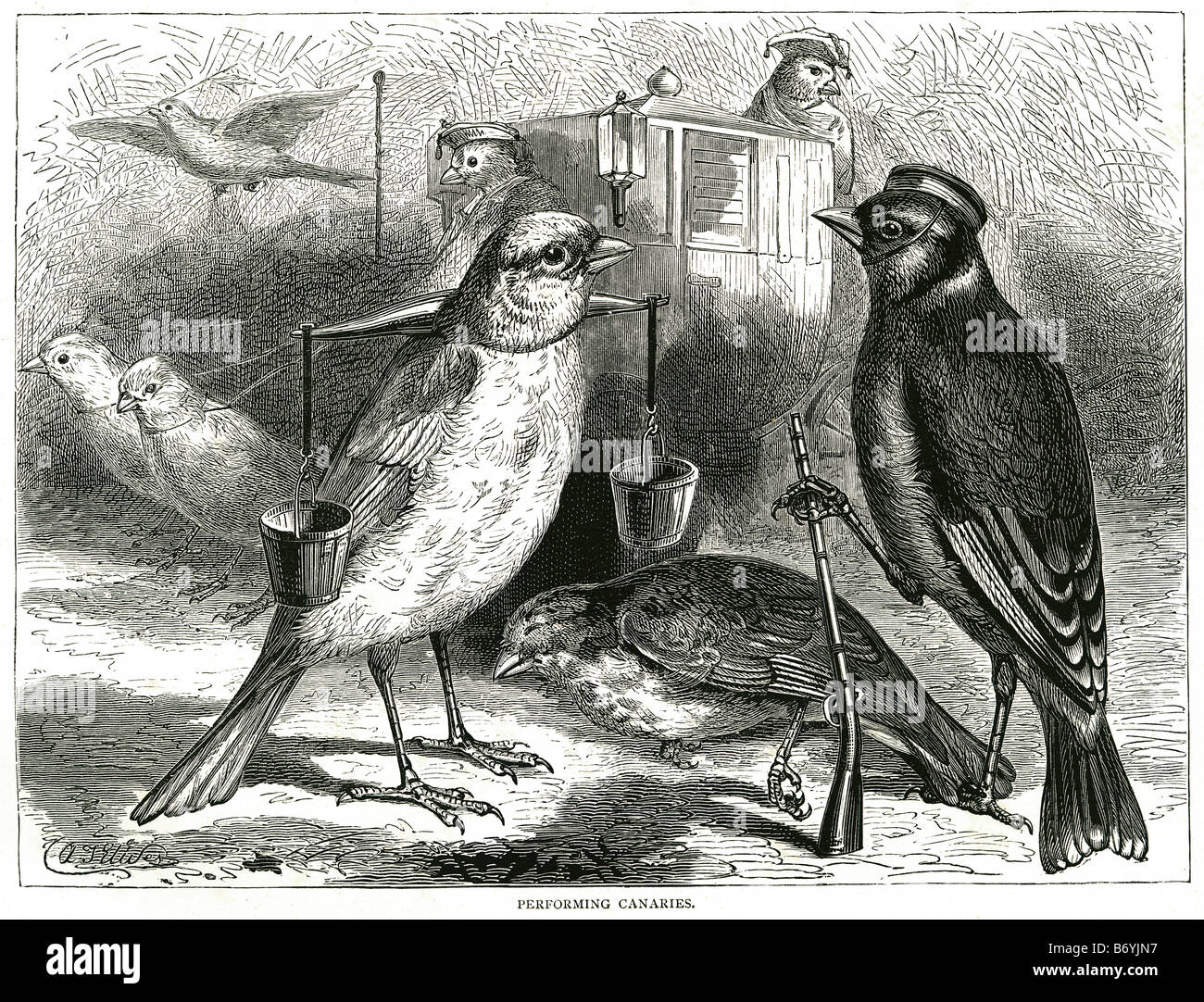 Performing Canaries Serinus canaria f. domestica small songbird Madeira ...