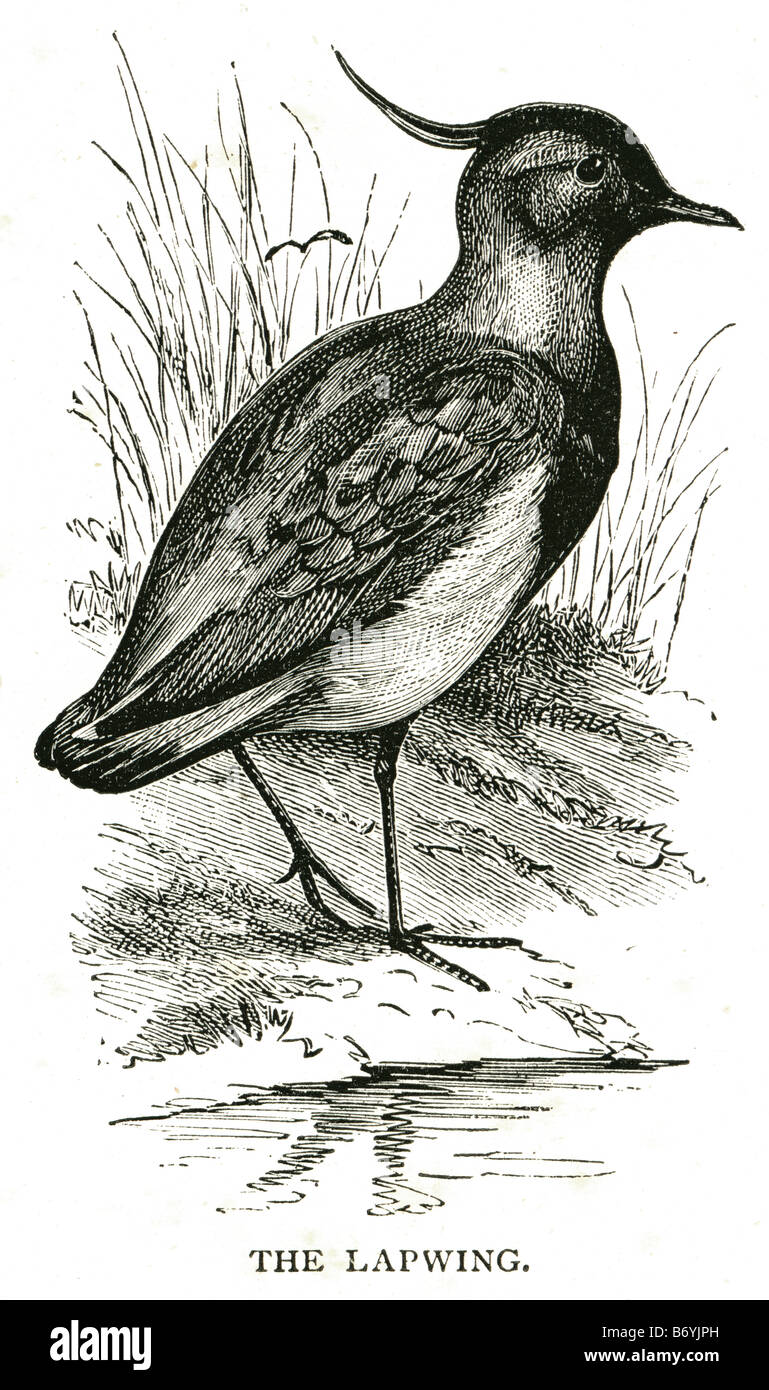 Lapwing Vanellinae Charadriidae plovers dotterel Red-kneed Stock Photo ...