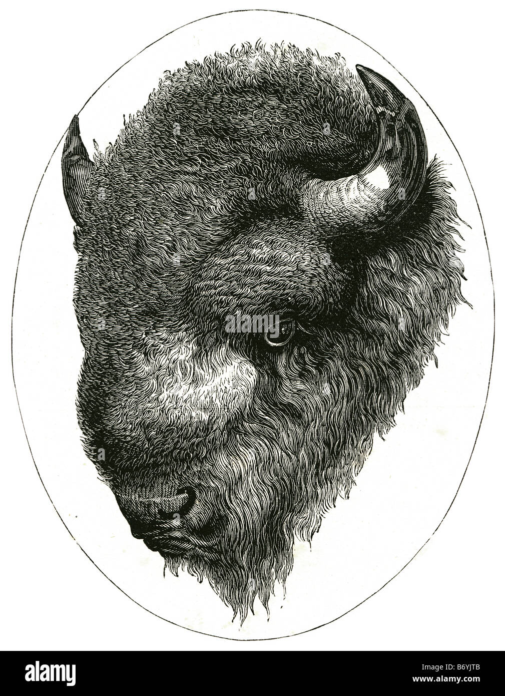 Bison Bison is a taxonomic group containing six species of large even ...