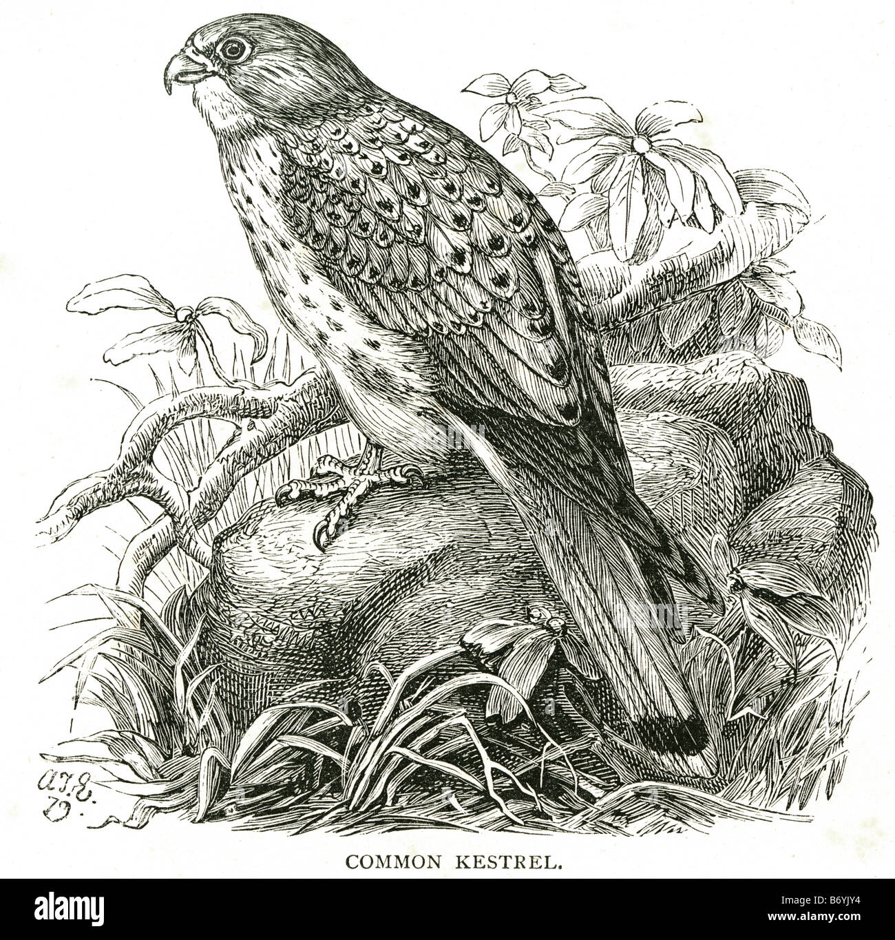 Common Kestrel Falco tinnunculus falcon bird of prey Falconidae Stock ...