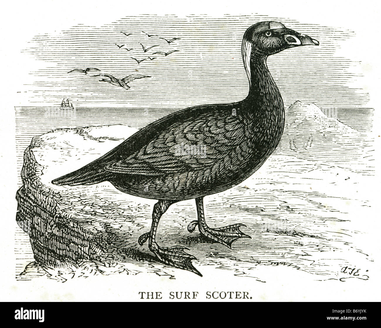 Surf Scoter Melanitta perspicillata sea duck Canada Alaska Melanitta ...