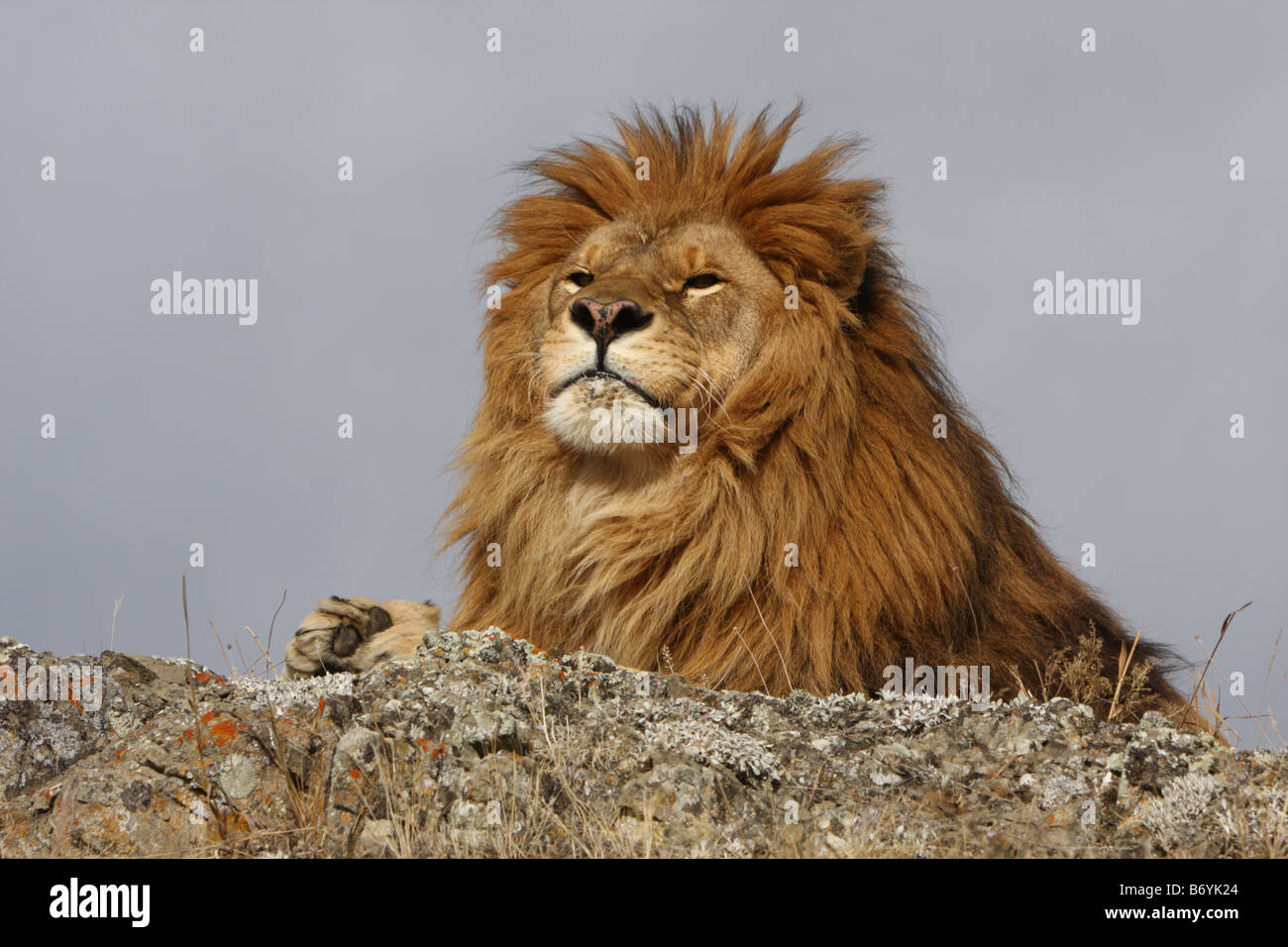 barbary african lion Stock Photo - Alamy