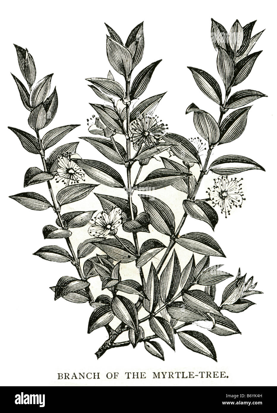 branch myrtle tree plant Myrtus flowering plant Myrtaceae southern ...