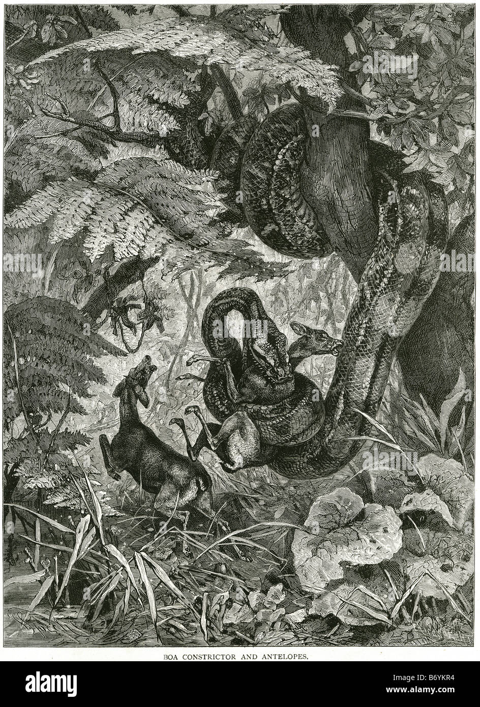 boa constrictor antelopes predator prey non-venomous South Central ...