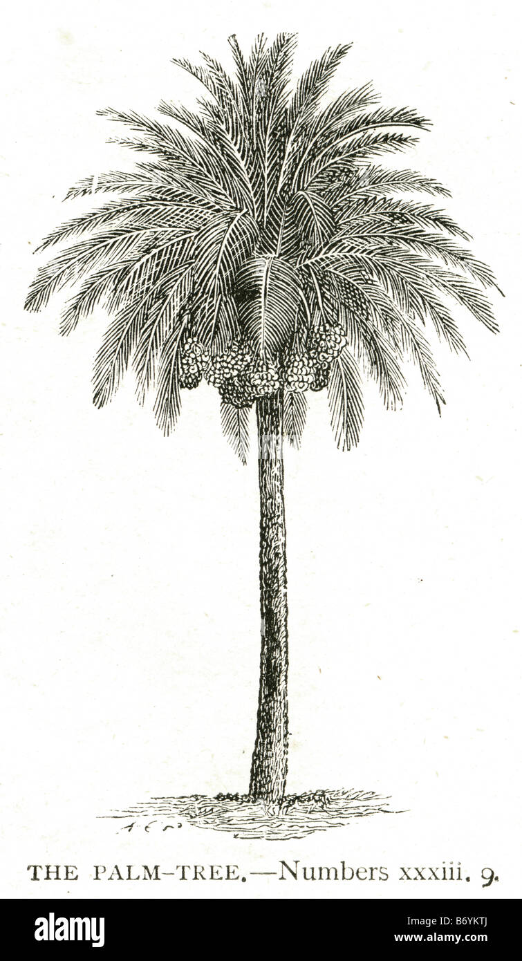 palm tree Palmae Panamea Palmaceae flowering plant monocot Arecales ...