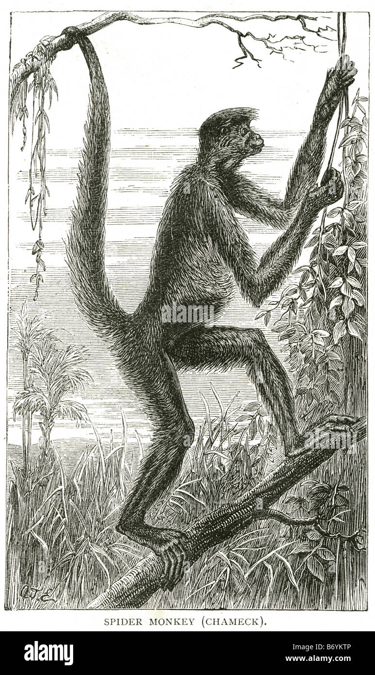 spider monkey Ateles Brachyteles ripe fruit southern Mexico Brazil ...