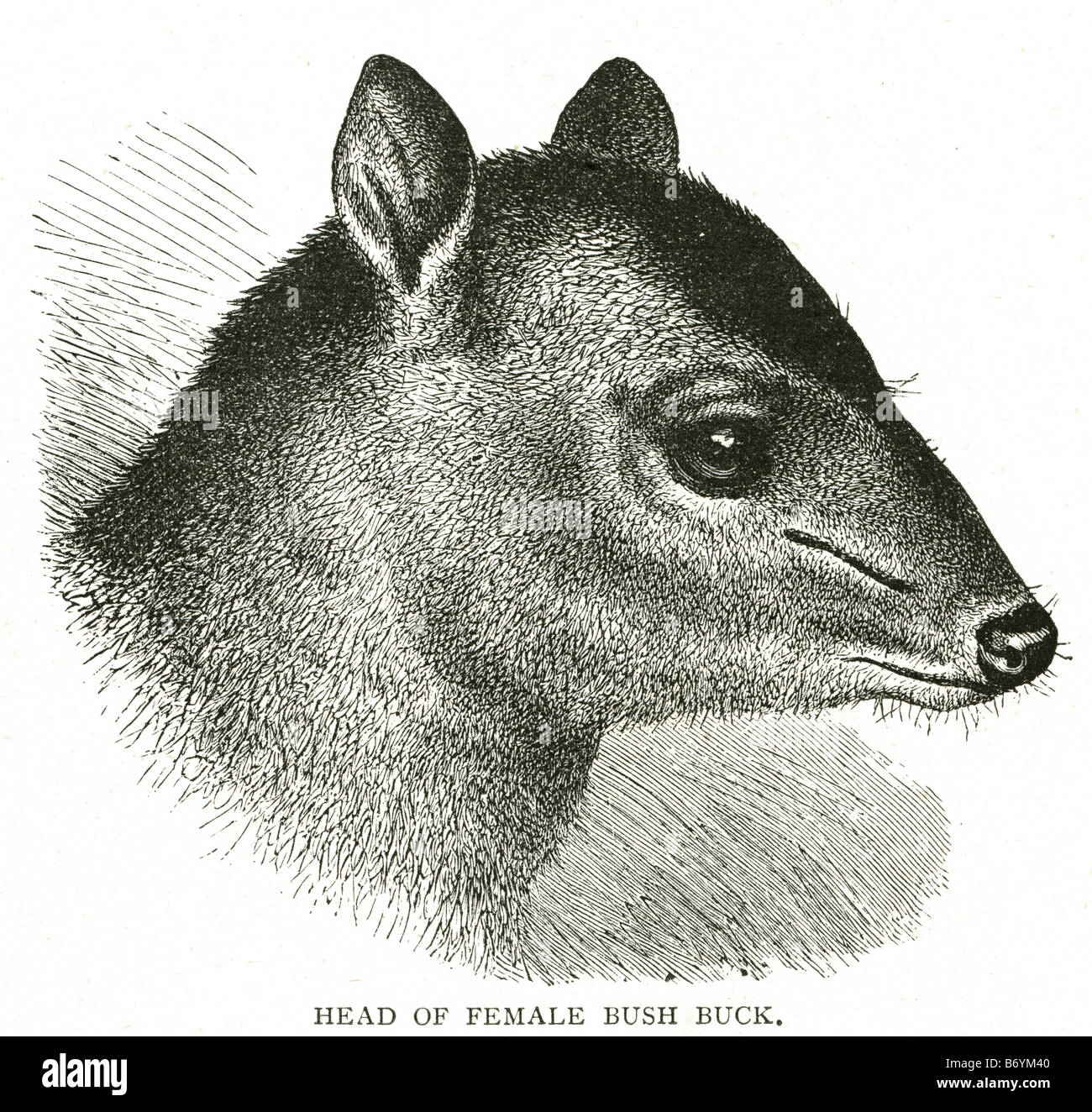 head female bush buck animal wild life wild herbivour deer jungle Stock ...