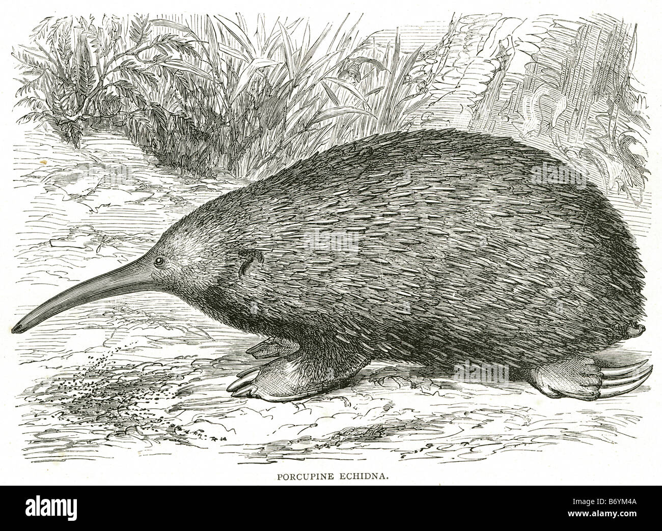 porcupine echidna Rodentia Hystricomorpha sharp spine quills Mammalia ...