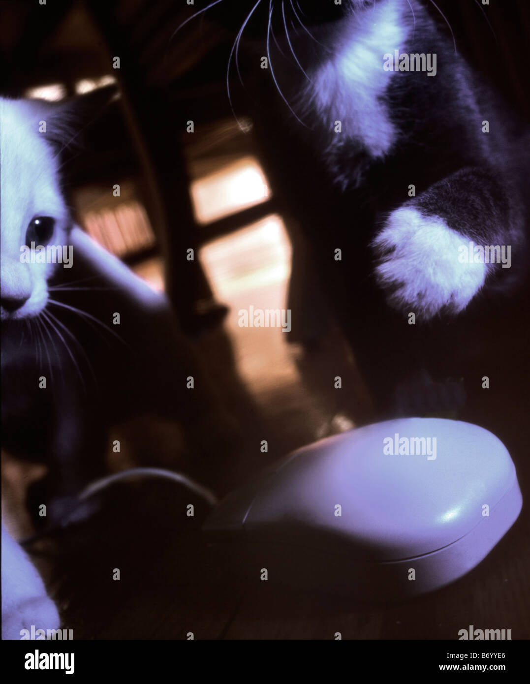 Cat and computer mouse concept Stock Photo - Alamy