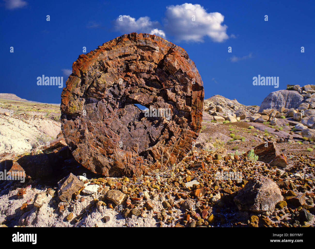 Petrified Forest National Park AZ USA Stock Photo - Alamy