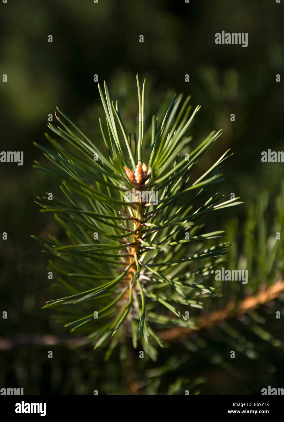 Conifer fir tree Stock Photo - Alamy