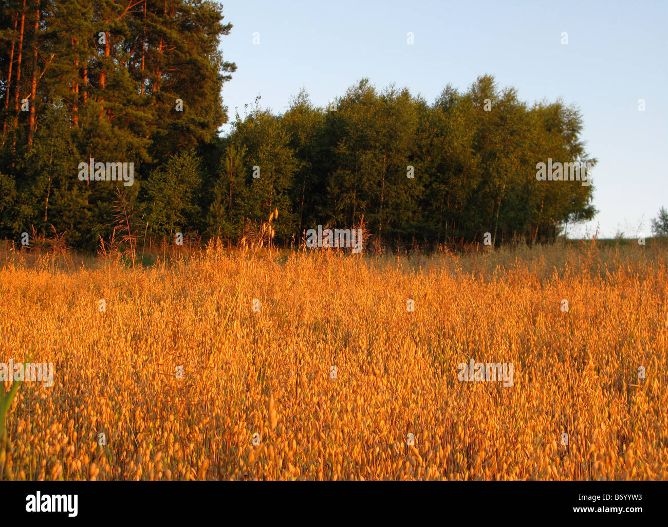 Poland agriculture hi-res stock photography and images - Alamy