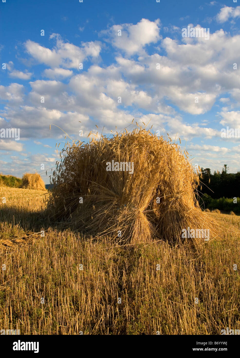 Field wheat sheats Stock Photo - Alamy