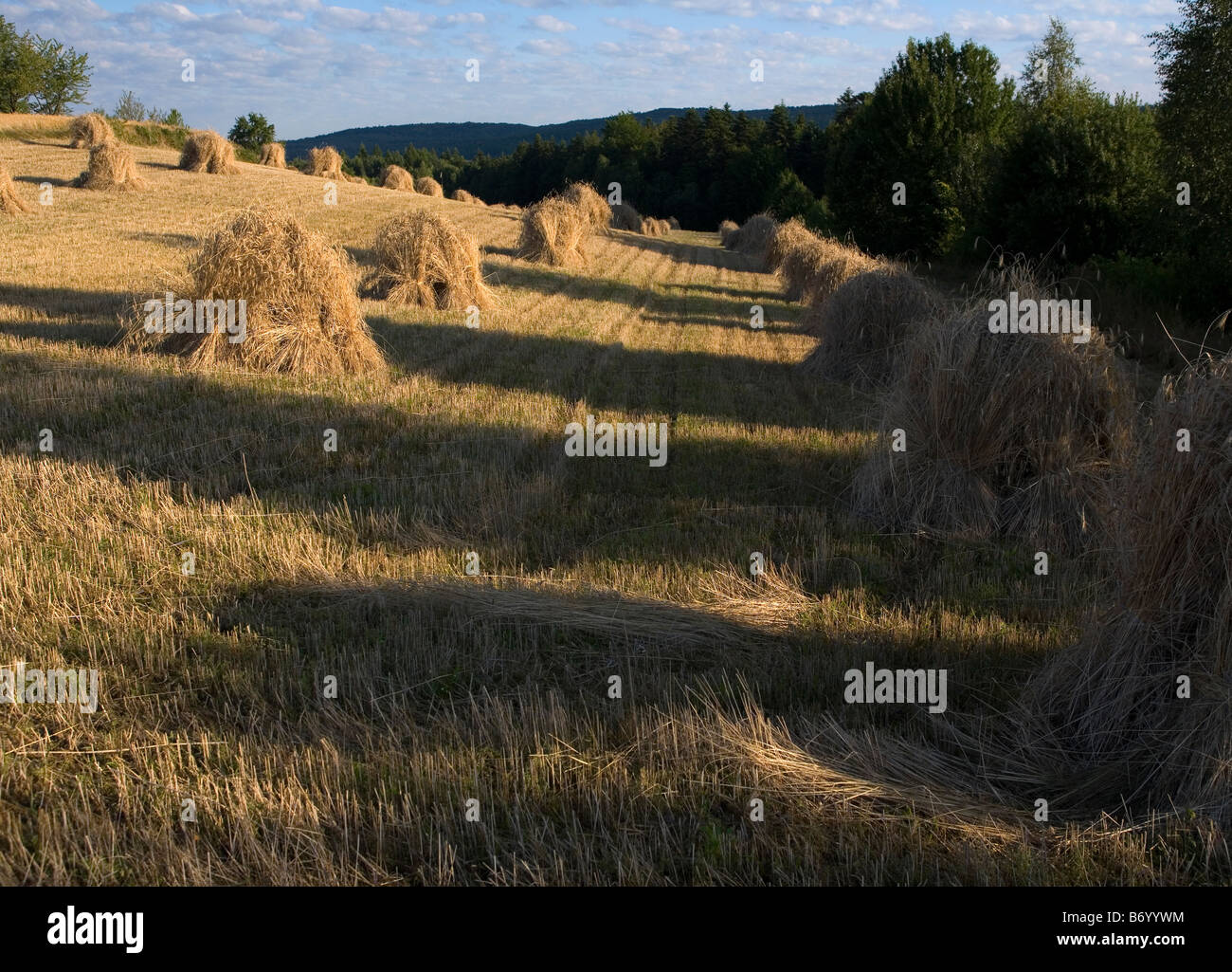 Field wheat sheats Stock Photo - Alamy