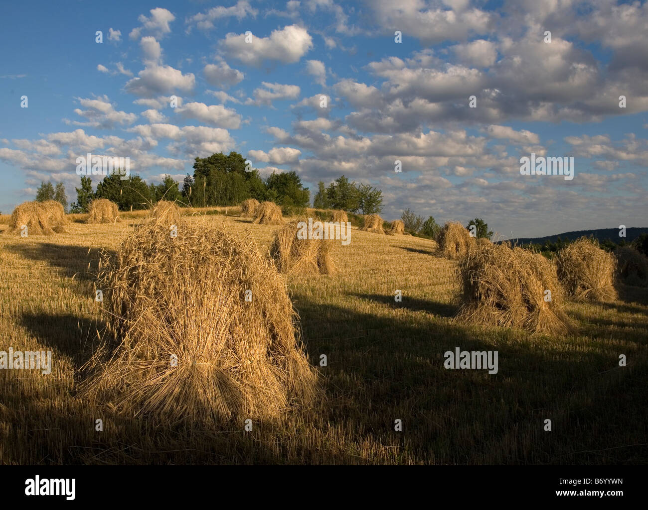 Thresh wheat fields hi-res stock photography and images - Alamy