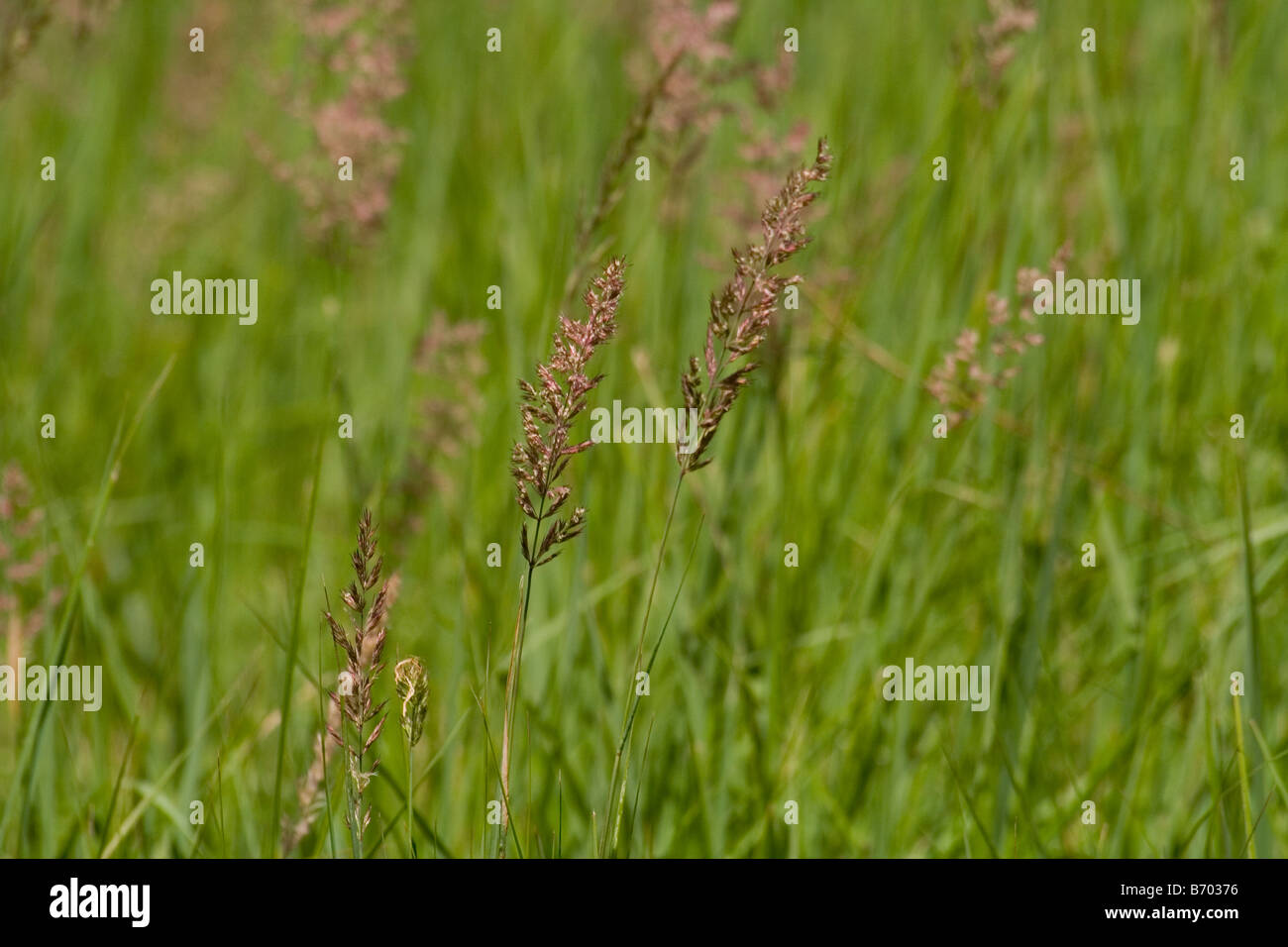 Grass anther stigma hi-res stock photography and images - Alamy