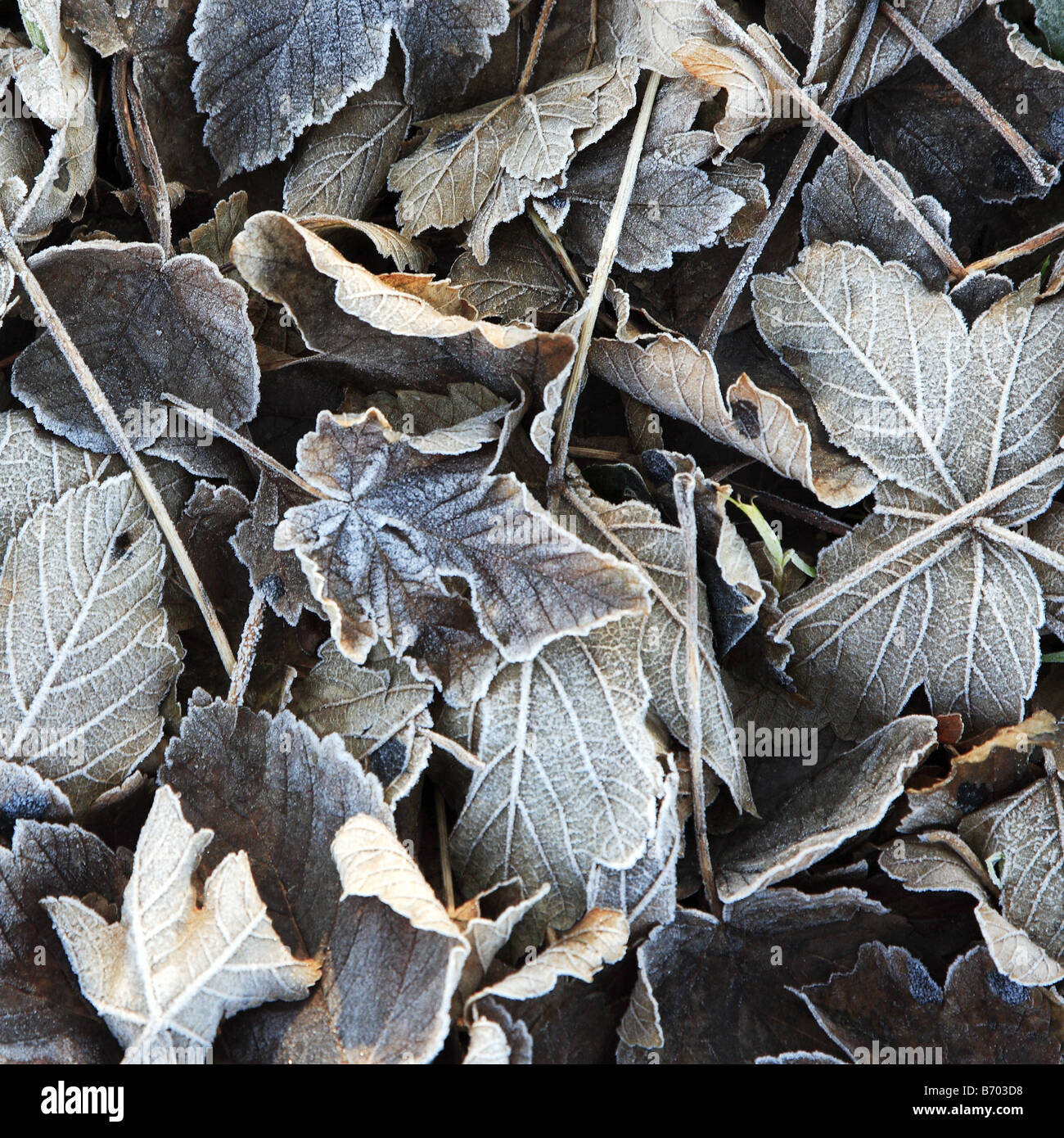 Leaves veins frost ice hi-res stock photography and images - Alamy