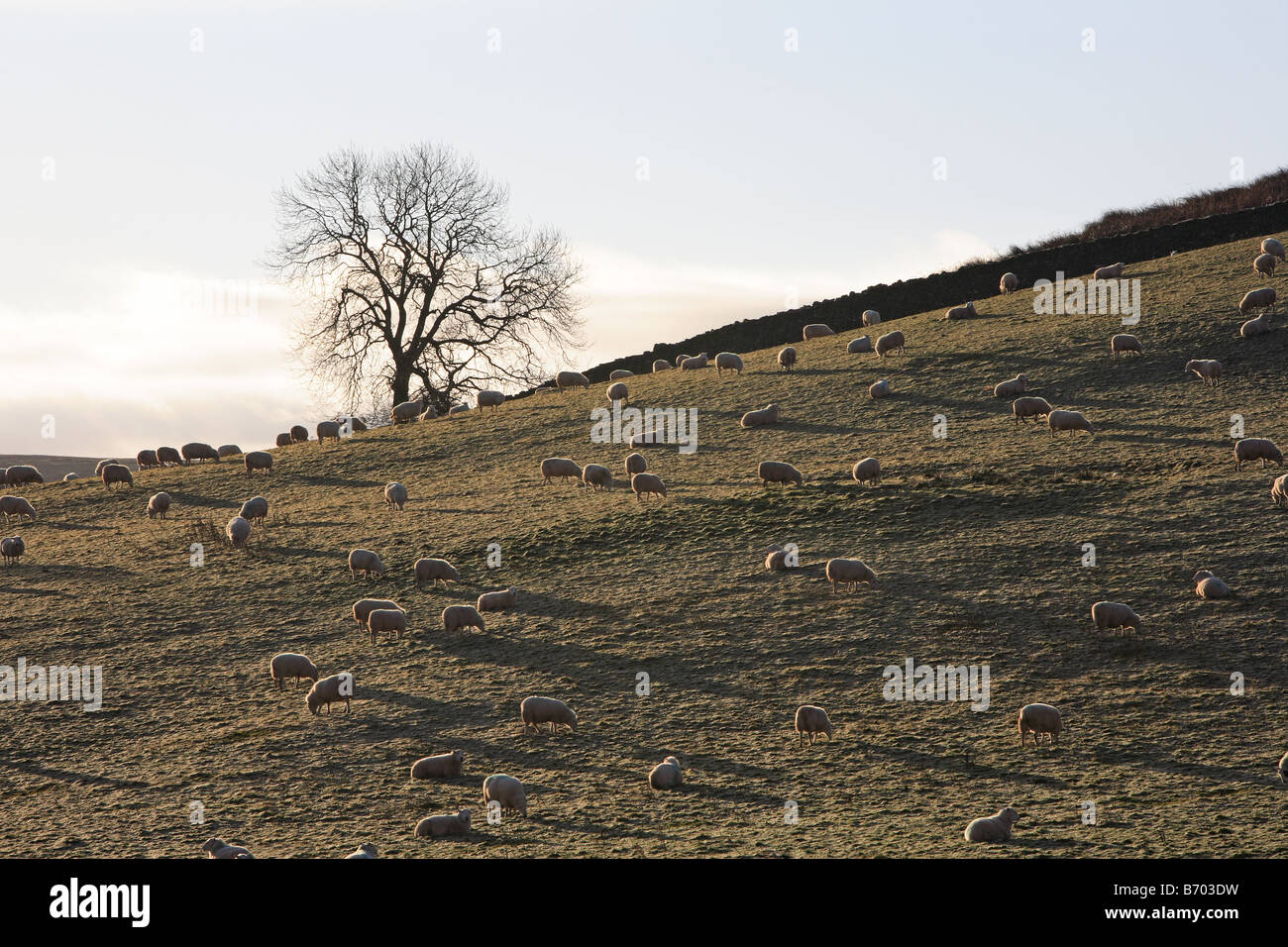 Sheep Brecon Beacons Wales UK Stock Photo - Alamy