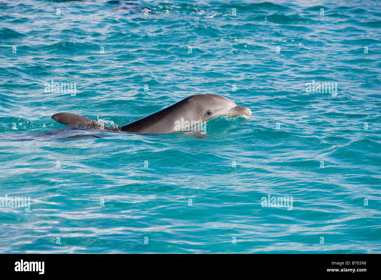Bapor kibra hi-res stock photography and images - Alamy