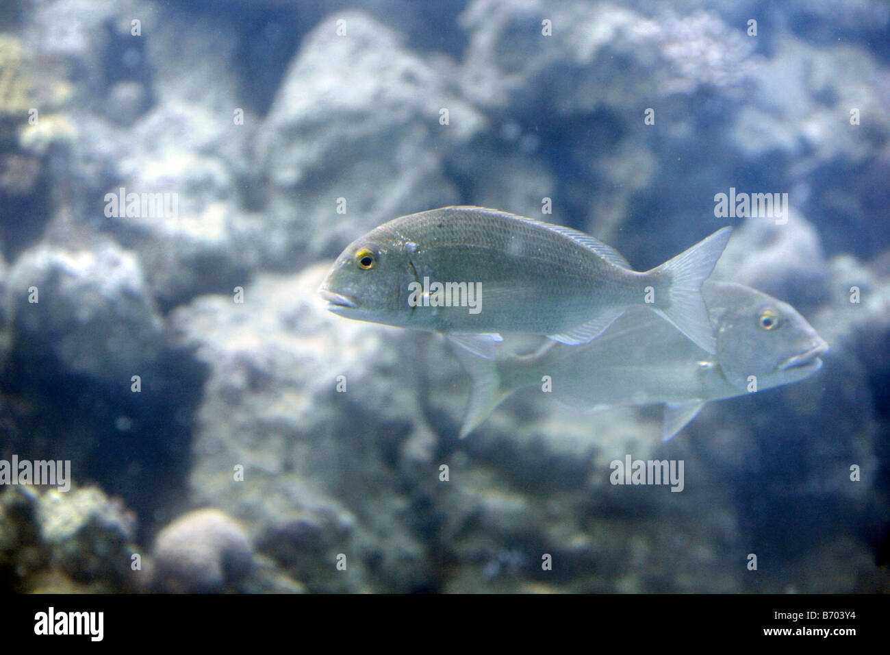 Two fish underwater hi-res stock photography and images - Alamy