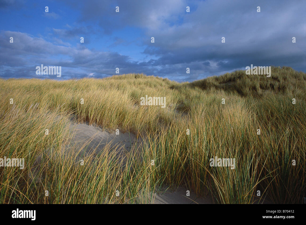 Sanddunes with marram grass at a beach near Vejerstrand, Denmark Stock ...