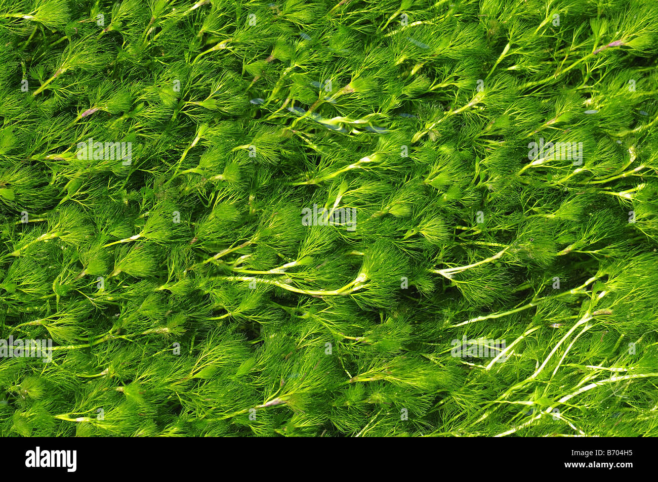 Water Crowsfoot Ranunculus fluitans view of fronds in stream ...
