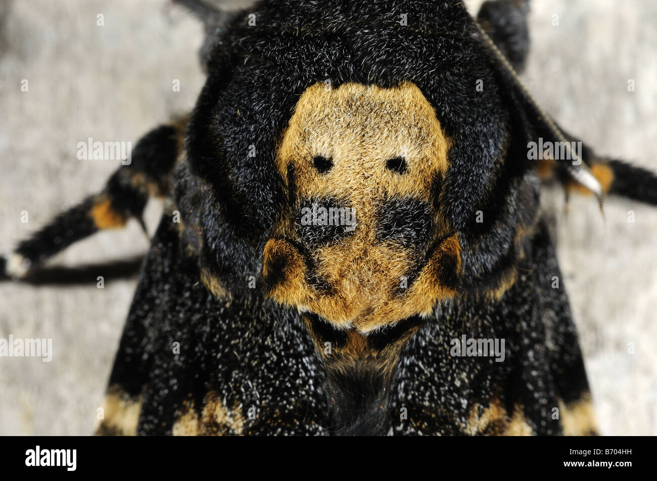 Death s Head Hawkmoth Acherontia atropos close up of thorax showing ...