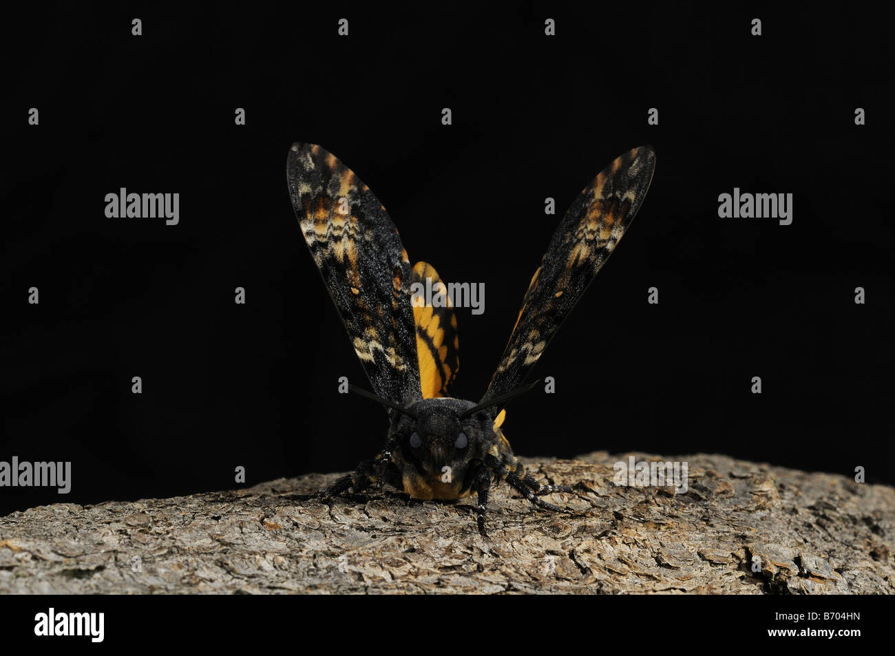 Death s Head Hawkmoth Acherontia atropos on bark wings extended about ...