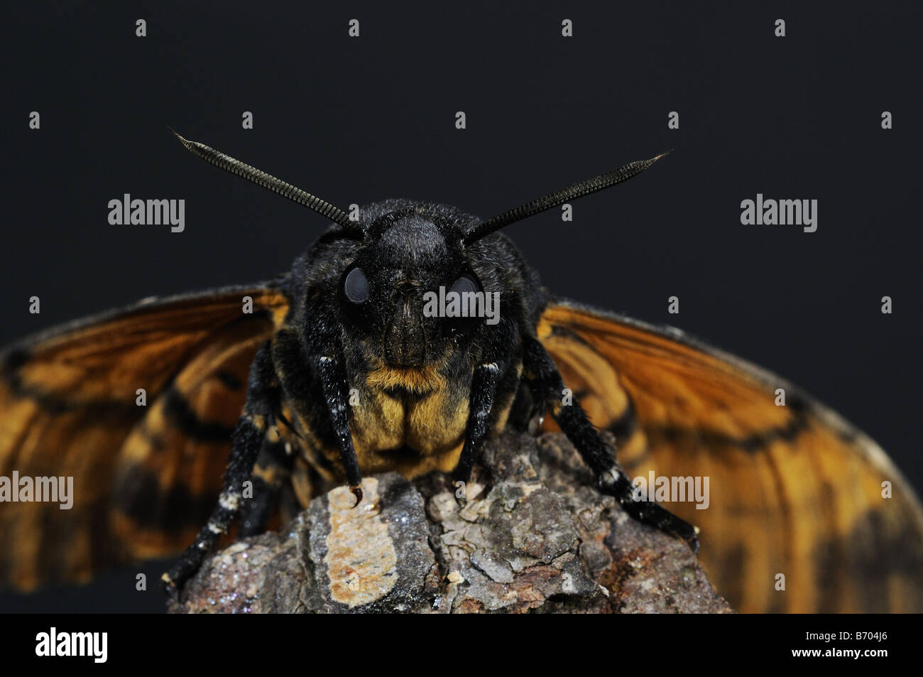 Death head moth hi-res stock photography and images - Alamy